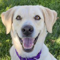 Home: Homeward Bound Golden Retriever Rescue & Sanctuary