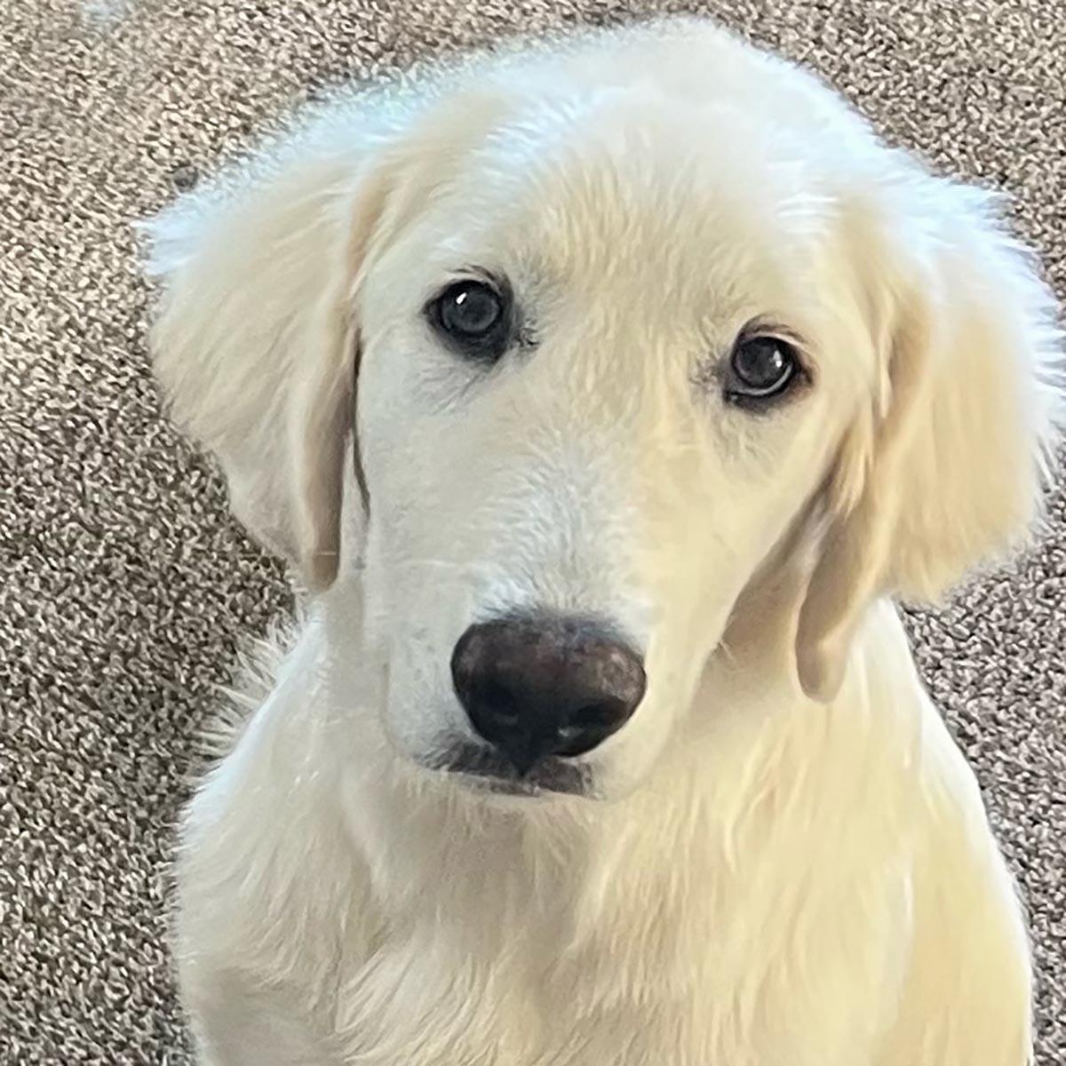 Golden Retrievers Puppies With Blue Eyes