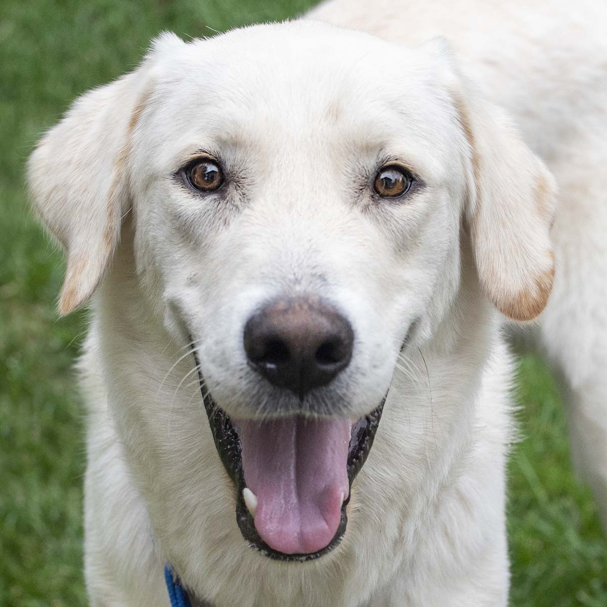 White Labrador Retriever Mix
