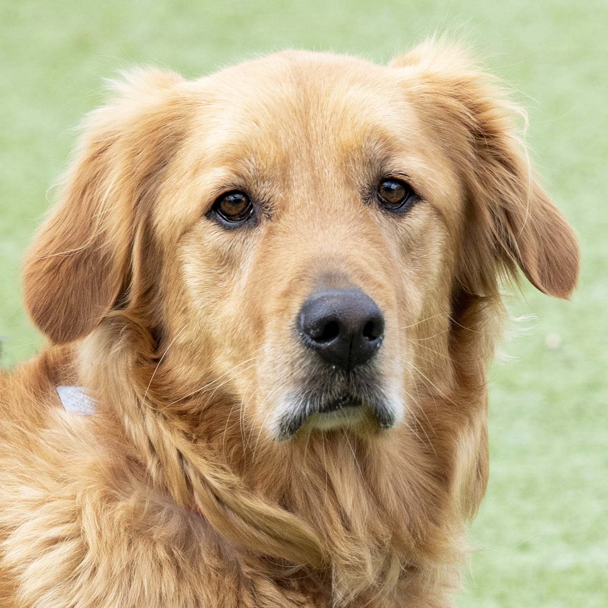 Home: Homeward Bound Golden Retriever Rescue & Sanctuary