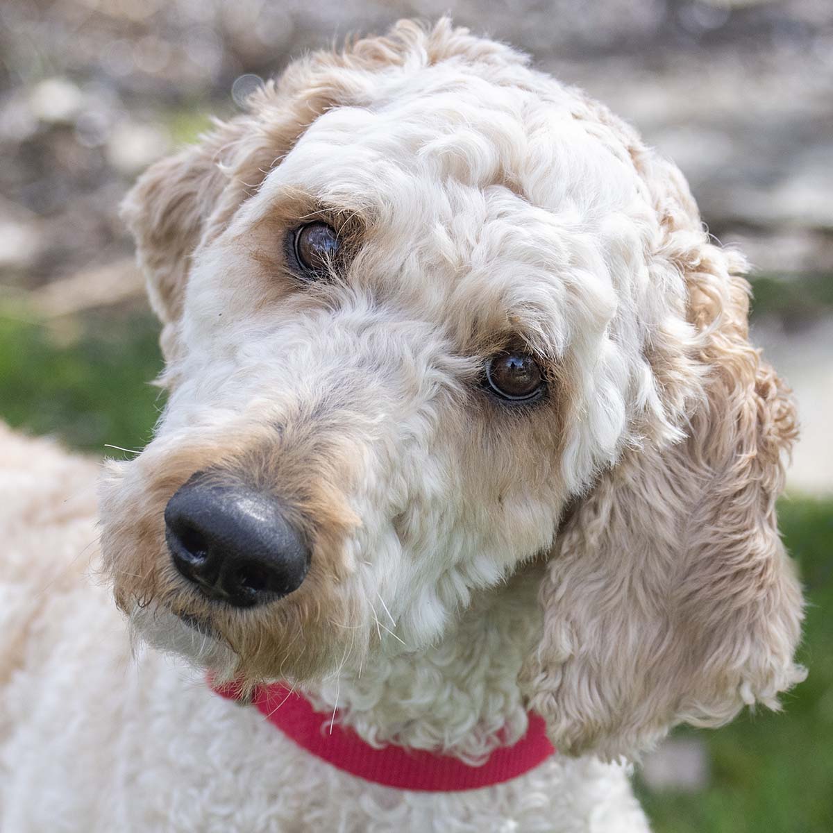 Home: Homeward Bound Golden Retriever Rescue & Sanctuary