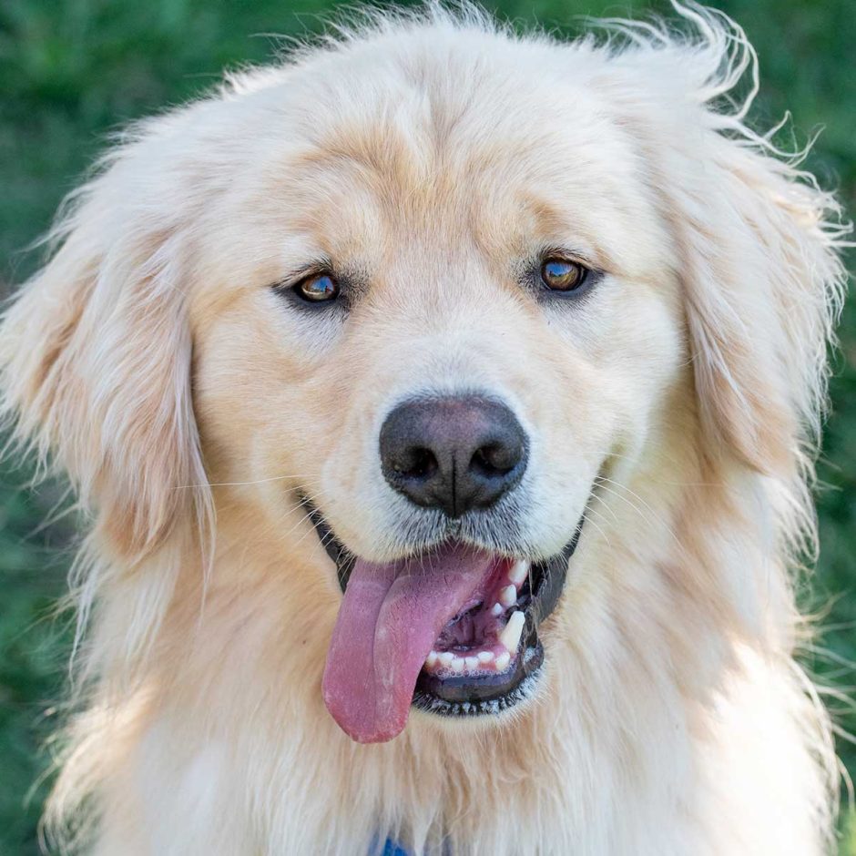 Home: Homeward Bound Golden Retriever Rescue & Sanctuary