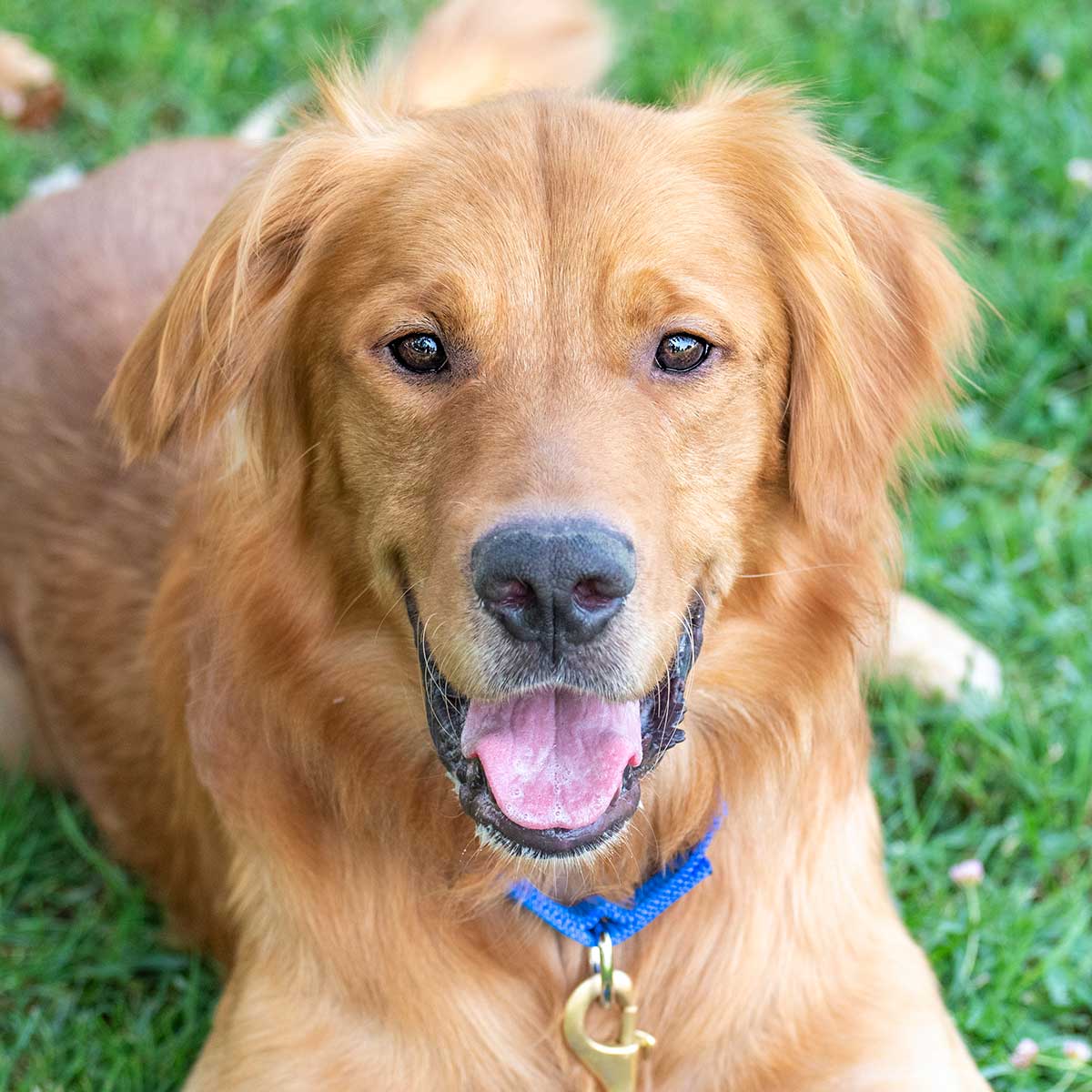 Home: Homeward Bound Golden Retriever Rescue & Sanctuary