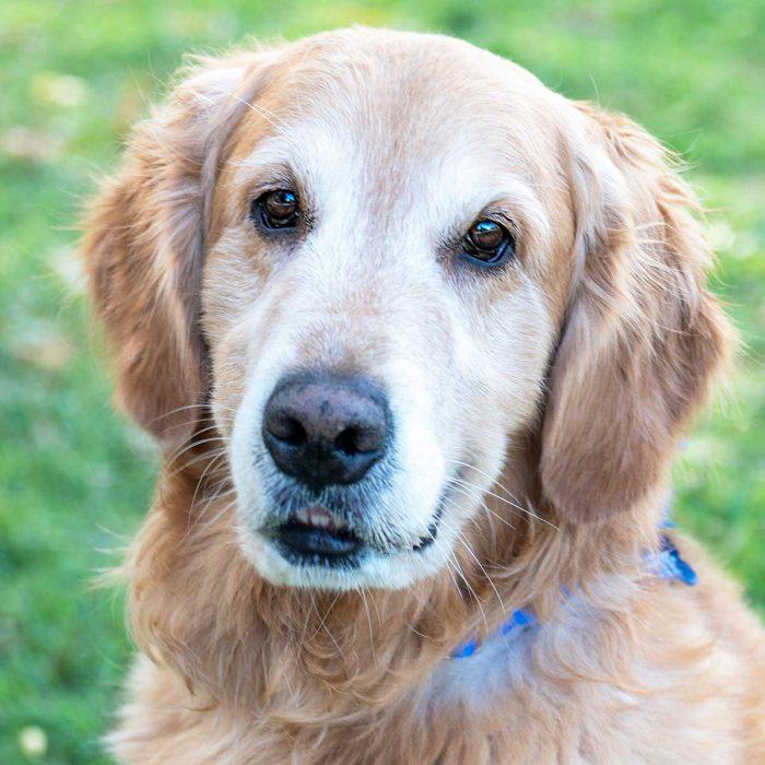 Home: Homeward Bound Golden Retriever Rescue & Sanctuary