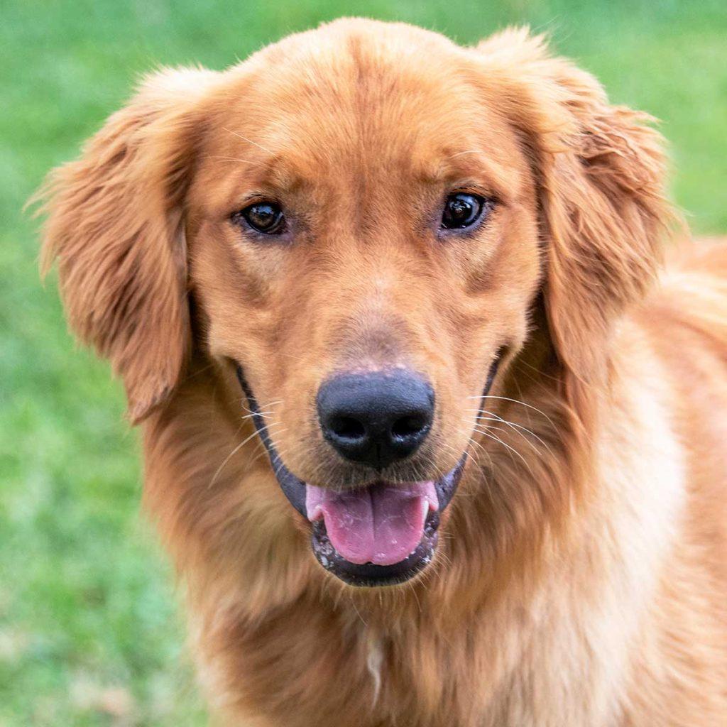 Home: Homeward Bound Golden Retriever Rescue & Sanctuary