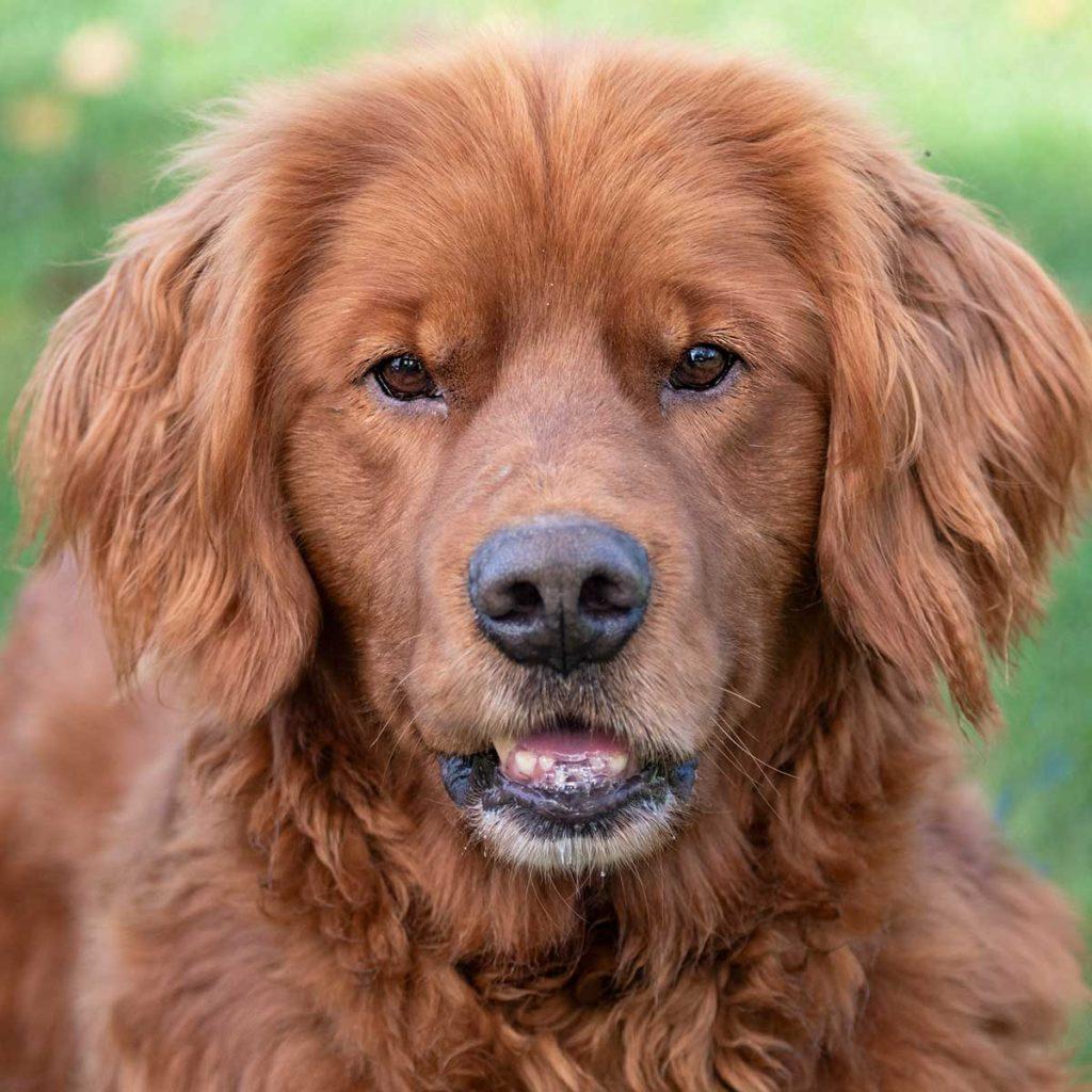 Home: Homeward Bound Golden Retriever Rescue & Sanctuary