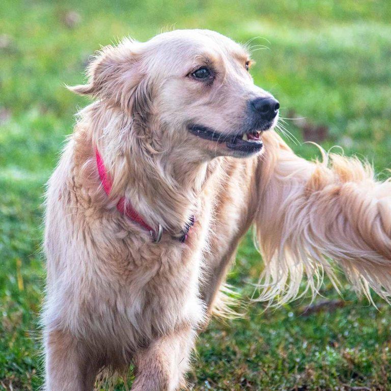 Home: Homeward Bound Golden Retriever Rescue & Sanctuary