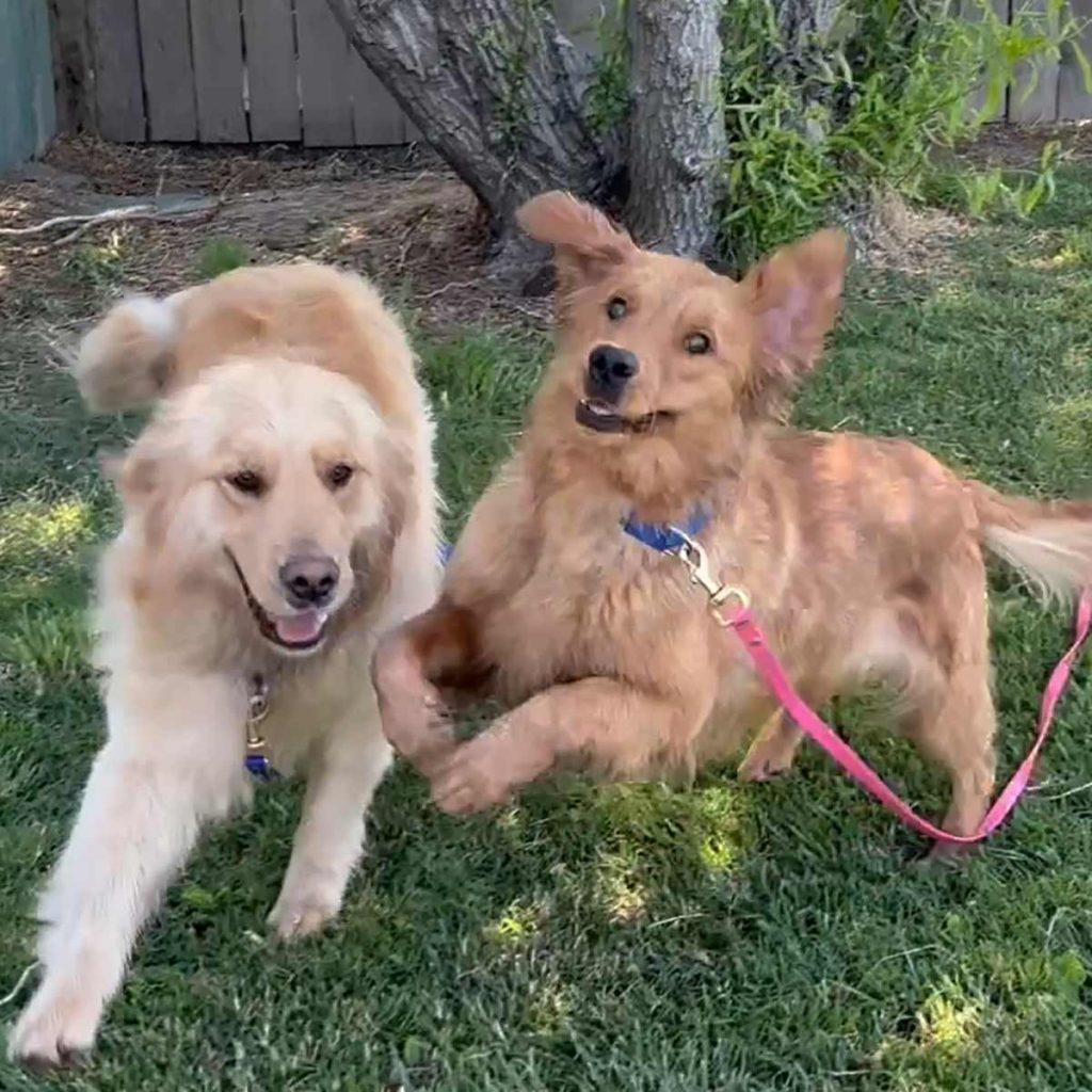 Available Dogs At Homeward Bound Golden Retriever Rescue